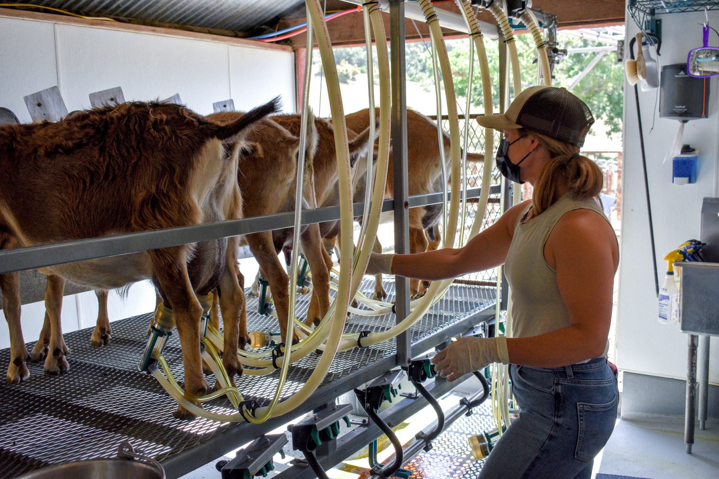 Milking Parlour For Goats